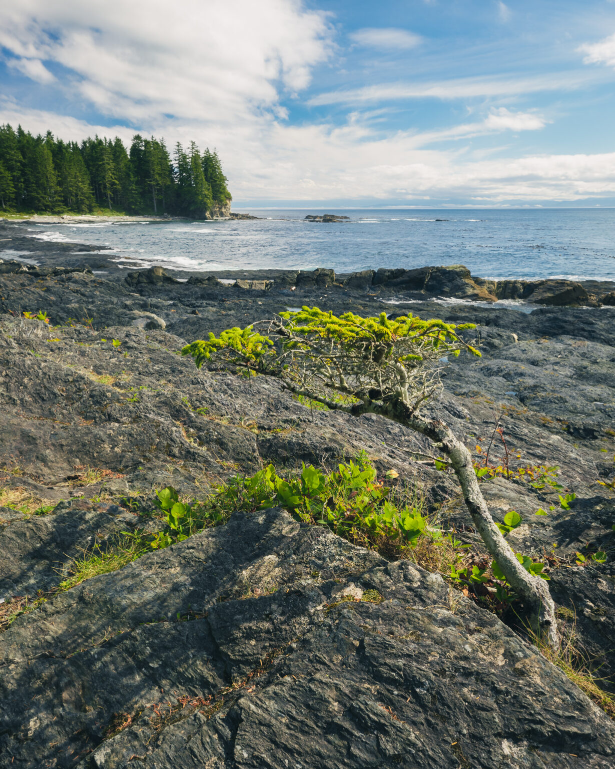 Magnificent Tidal Pools Botanical Beach - BestEver.Guide
