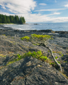 Magnificent Tidal Pools Botanical Beach - BestEver.Guide