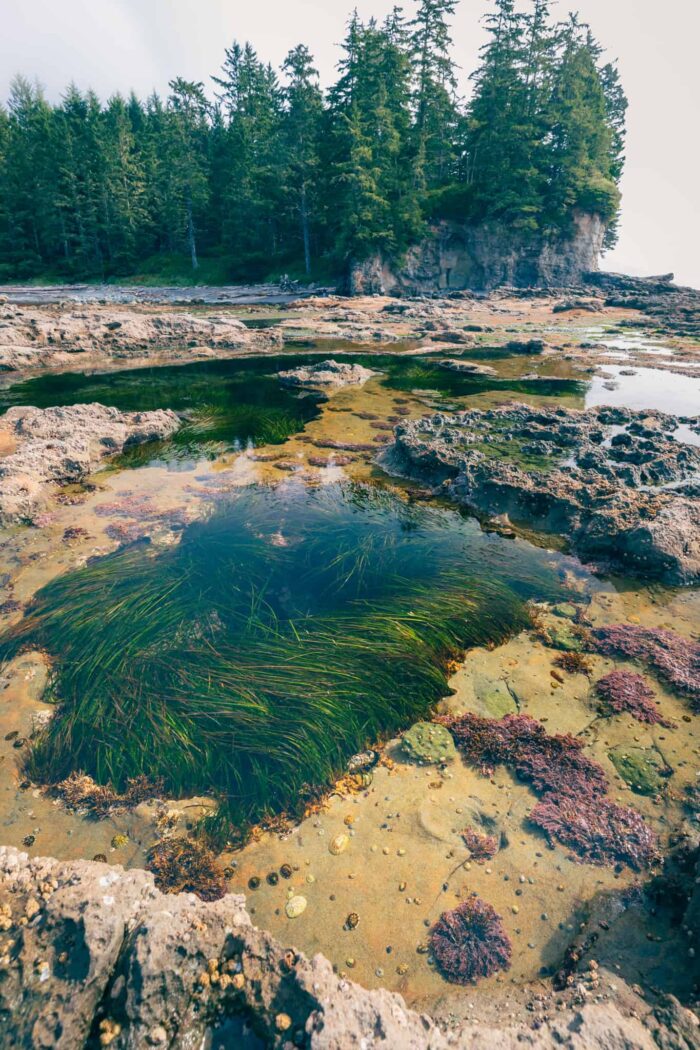 Magnificent Tidal Pools Botanical Beach - BestEver.Guide