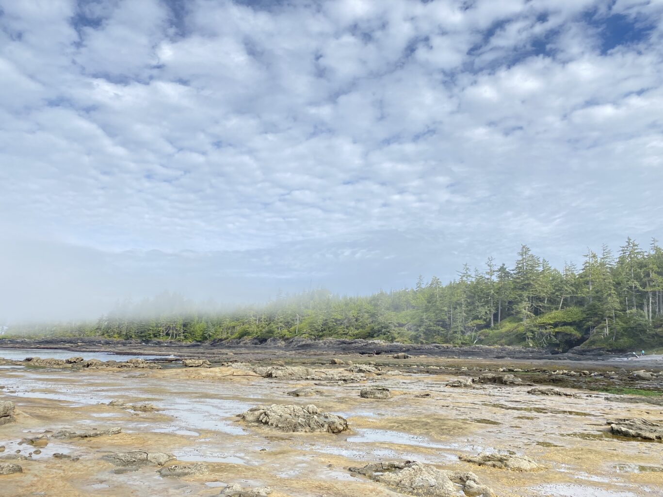 Magnificent Tidal Pools Botanical Beach - BestEver.Guide