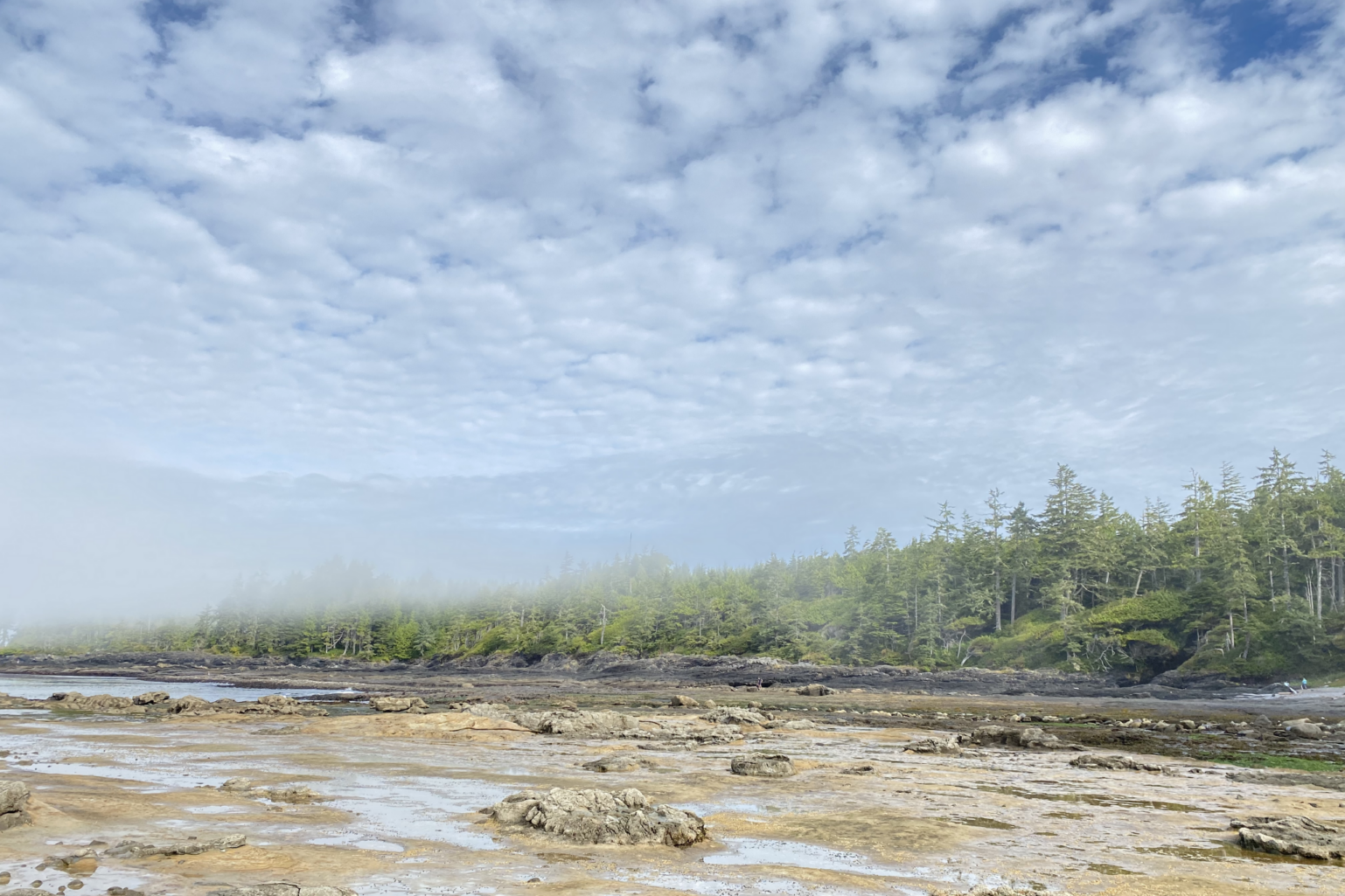 Magnificent Tidal Pools Botanical Beach - BestEver.Guide