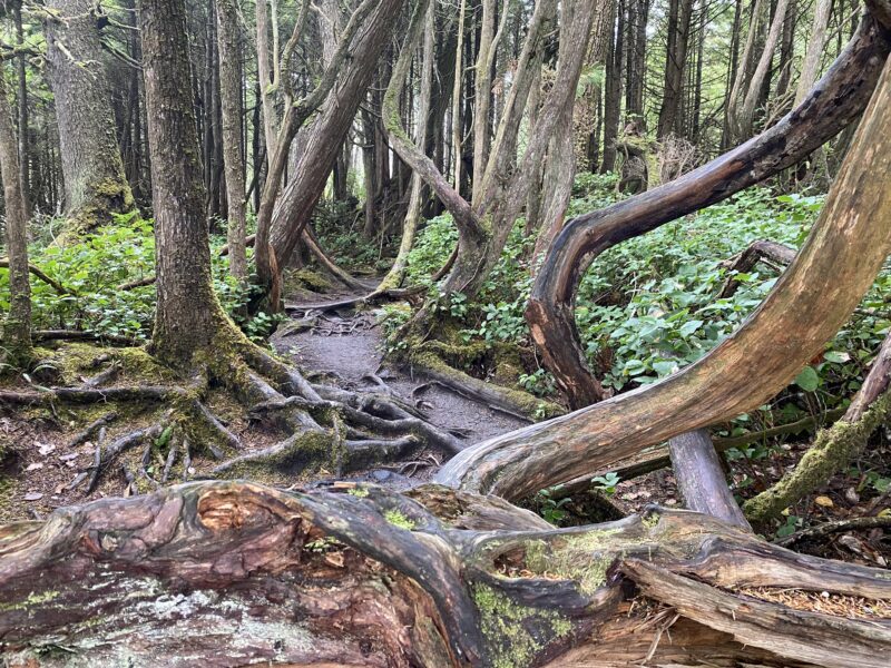 Magnificent Tidal Pools Botanical Beach - BestEver.Guide