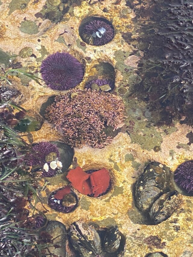 Magnificent Tidal Pools Botanical Beach - BestEver.Guide