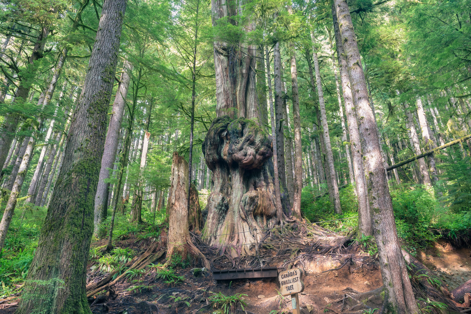 Magnificent Trees In Avatar Grove That You Must See To Believe ...