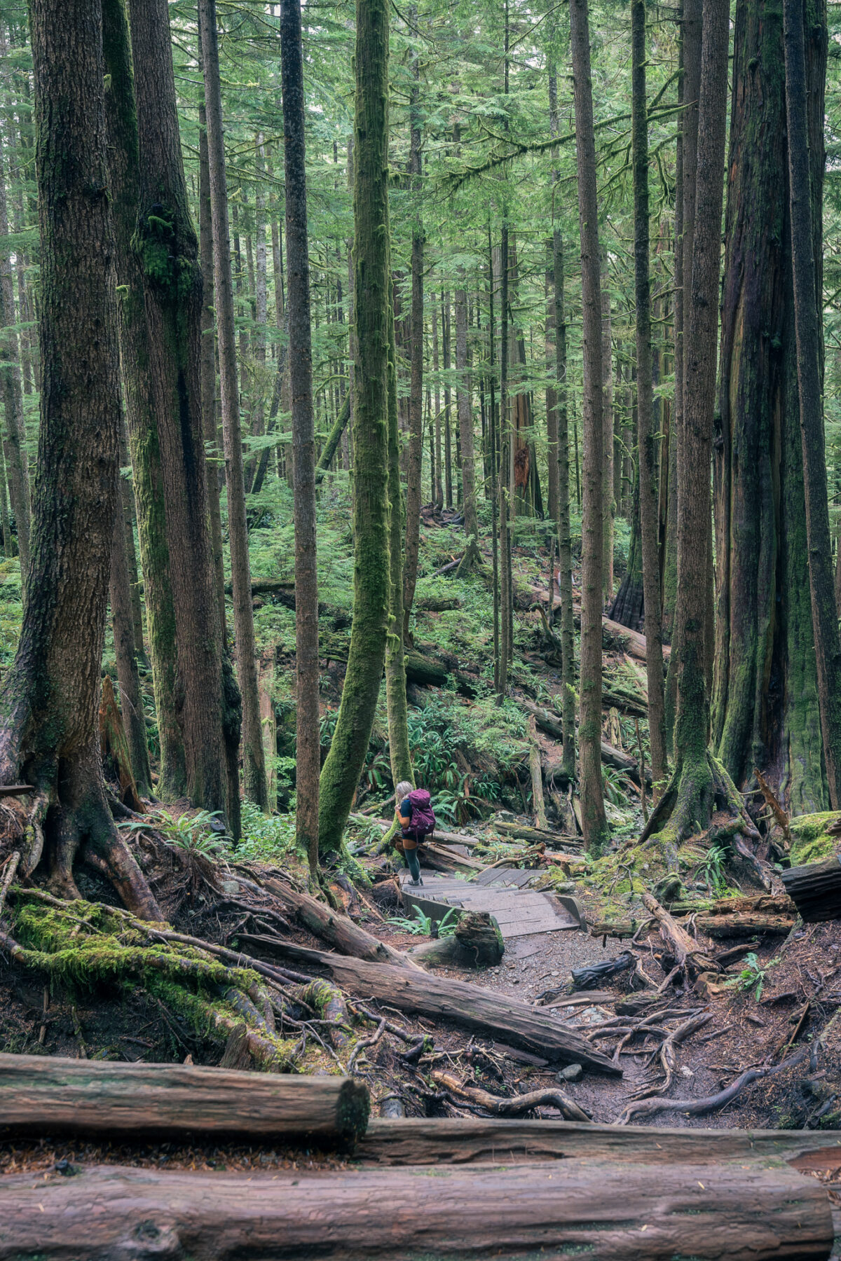 Magnificent Trees In Avatar Grove That You Must See To Believe ...