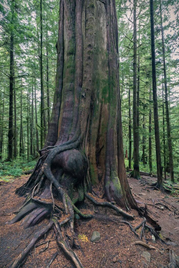 Magnificent Trees In Avatar Grove That You Must See To Believe ...