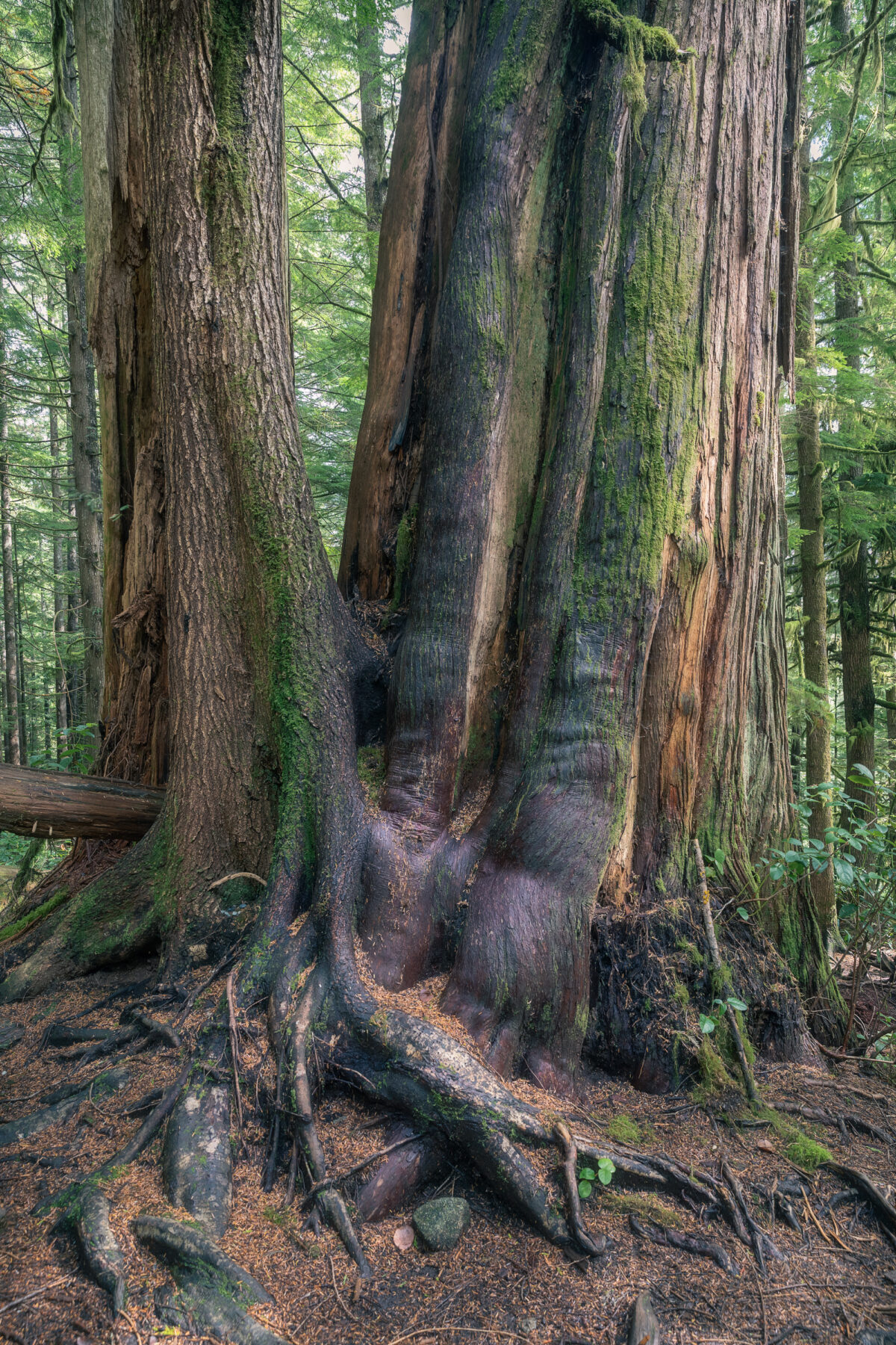 Magnificent Trees In Avatar Grove That You Must See To Believe ...