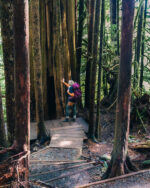 Magnificent Trees In Avatar Grove That You Must See To Believe ...