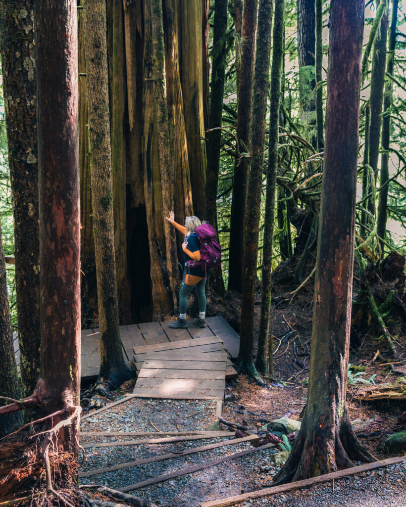 Magnificent Trees In Avatar Grove That You Must See To Believe ...