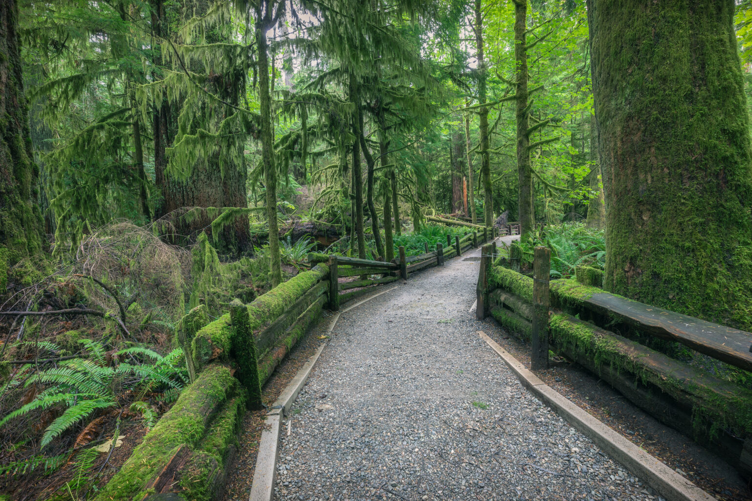 Cathedral Grove: An Astonishing Walk Amongst Giants - BestEver.Guide