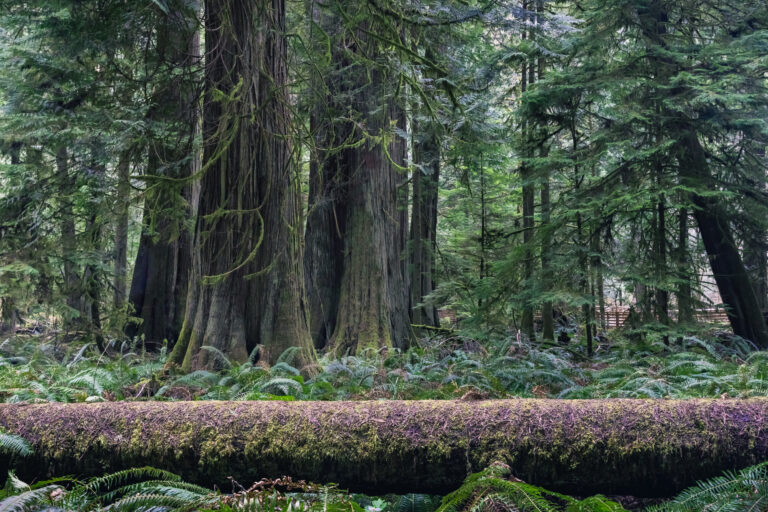 Cathedral Grove: An Astonishing Walk Amongst Giants - BestEver.Guide