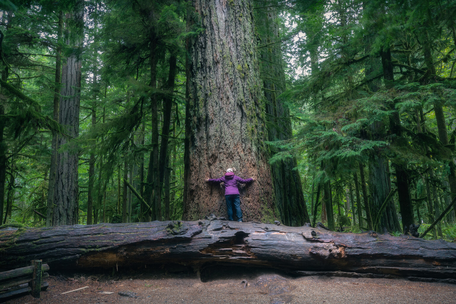 Cathedral Grove: An Astonishing Walk Amongst Giants - BestEver.Guide