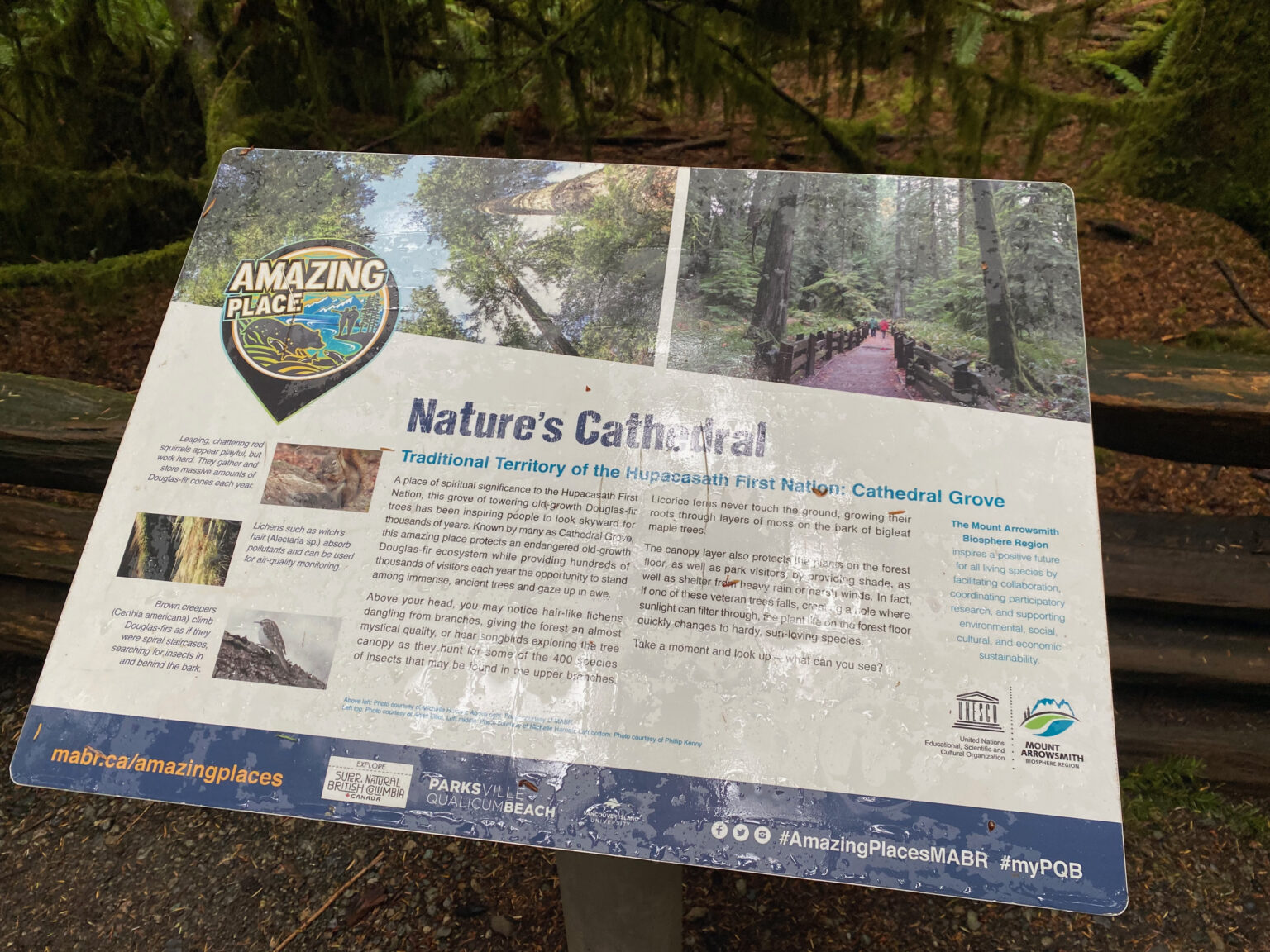 Cathedral Grove: An Astonishing Walk Amongst Giants - BestEver.Guide