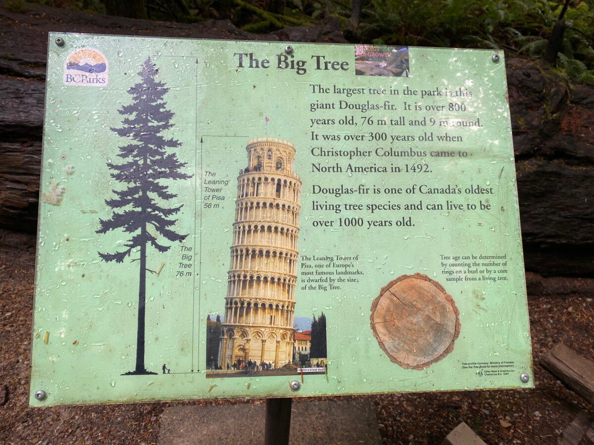 Cathedral Grove: An Astonishing Walk Amongst Giants - BestEver.Guide