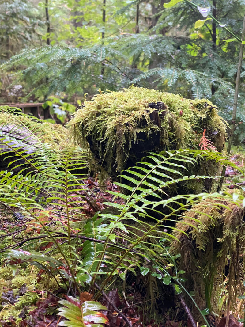 Cathedral Grove: An Astonishing Walk Amongst Giants - BestEver.Guide
