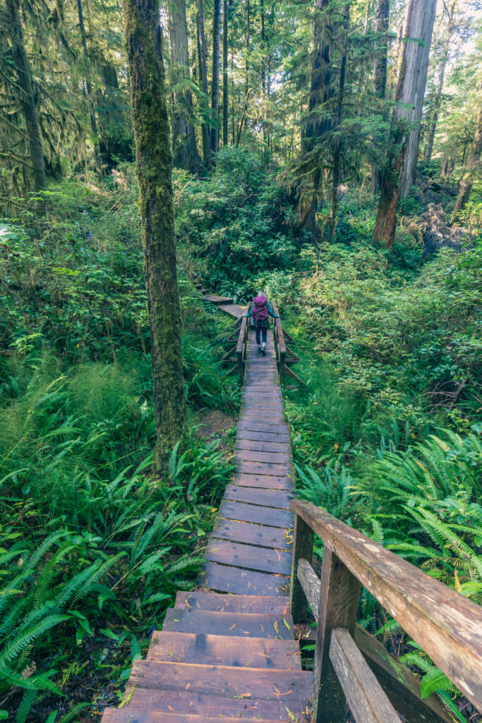 Visit This Magical Rainforest Trail In Tofino - BestEver.Guide