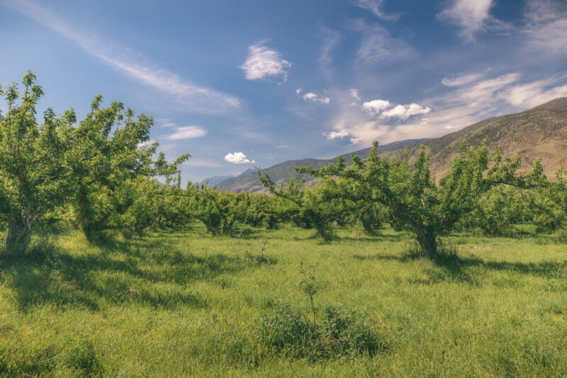 Fascinating Farm Stay At The Cob House In Cawston, BC - BestEver.Guide