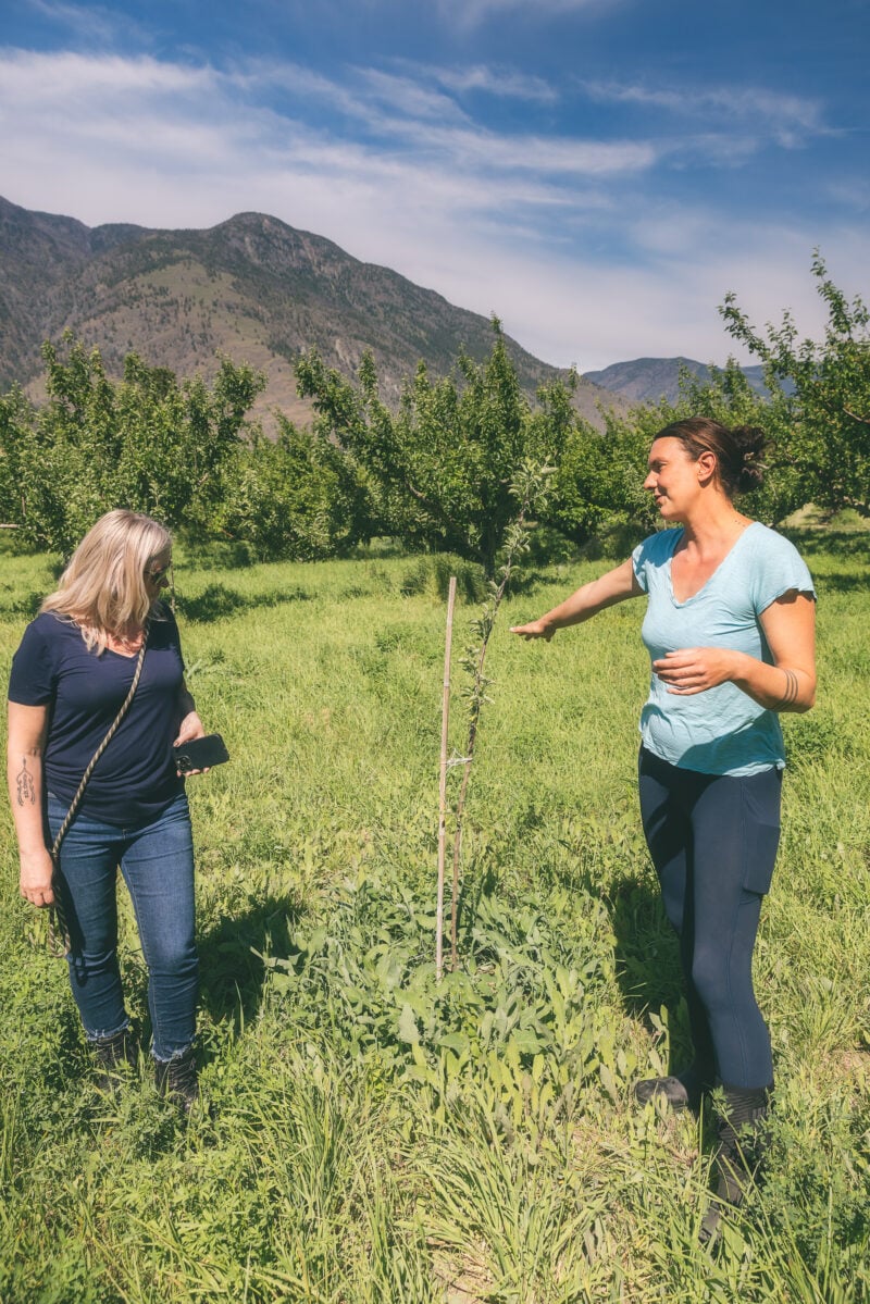 Fascinating Farm Stay At The Cob House In Cawston, BC - BestEver.Guide