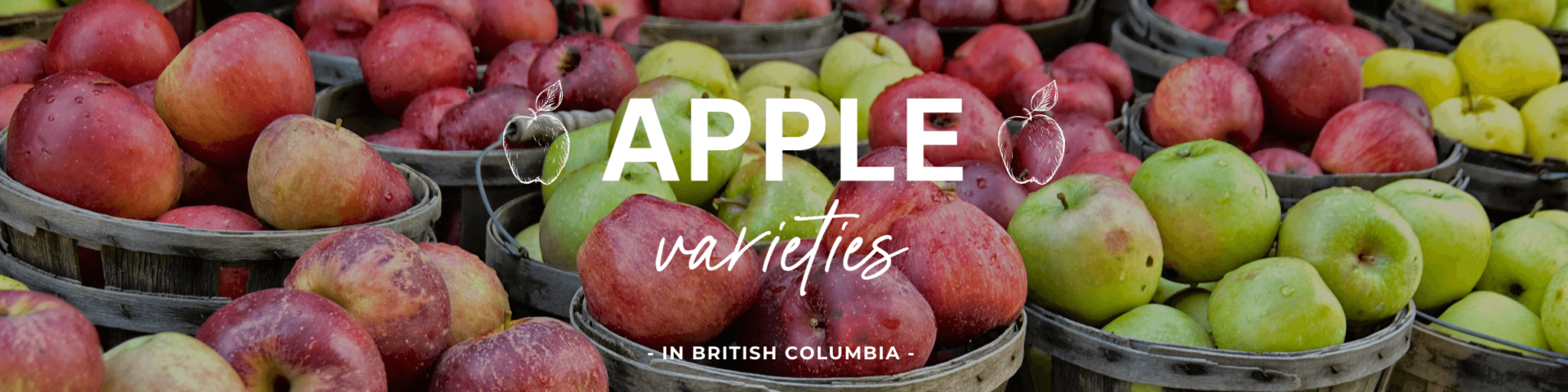Best Ever Guide To Apple Picking In BC - BestEver.Guide