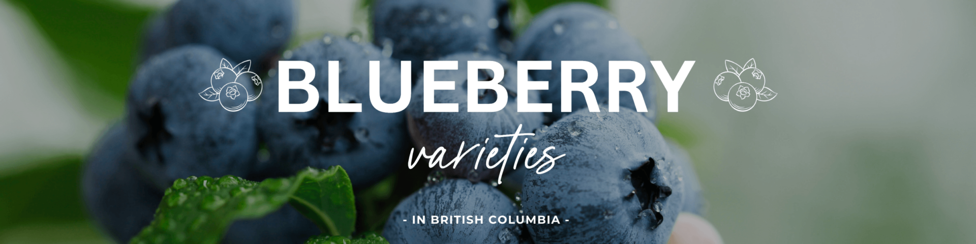 Best Ever Guide To Blueberry Picking In BC - BestEver.Guide