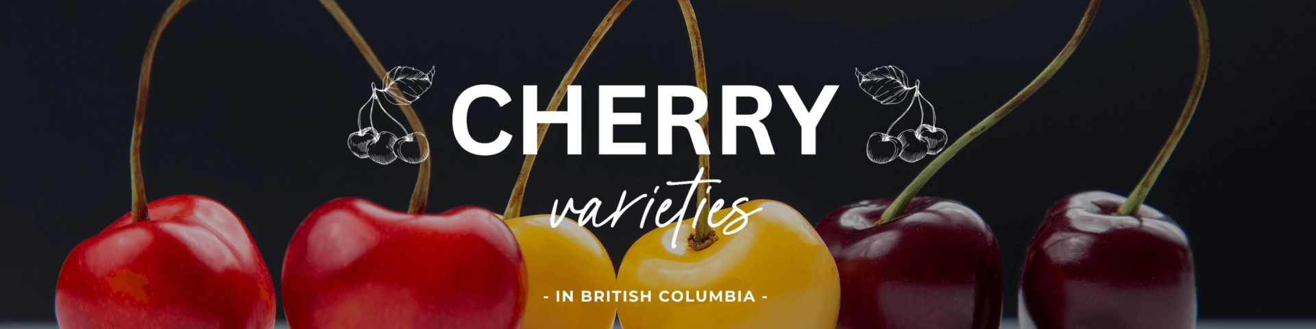 Best Ever Guide To Cherry Picking In BC - BestEver.Guide