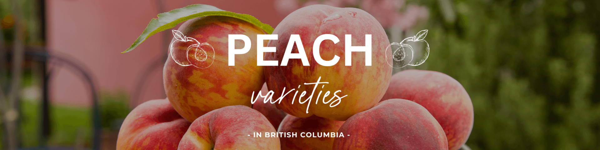 Best Ever Guide To Peach Picking In BC - BestEver.Guide
