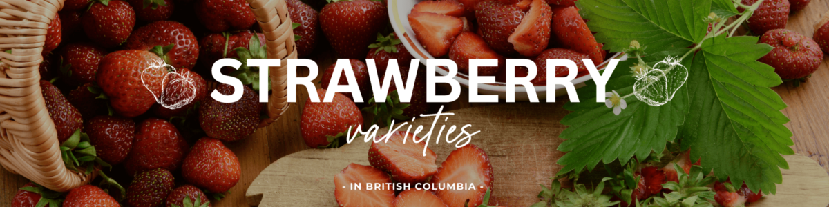 Best Ever Guide To Strawberry Picking In BC - BestEver.Guide