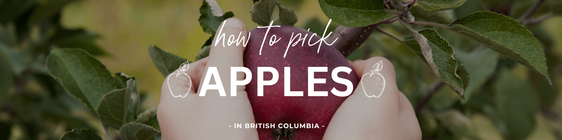 Best Ever Guide To Apple Picking In BC - BestEver.Guide