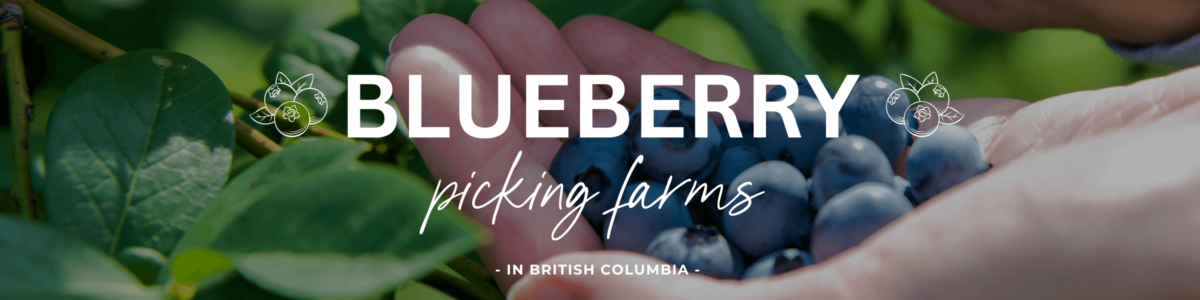 Best Ever Guide To Blueberry Picking In BC - BestEver.Guide
