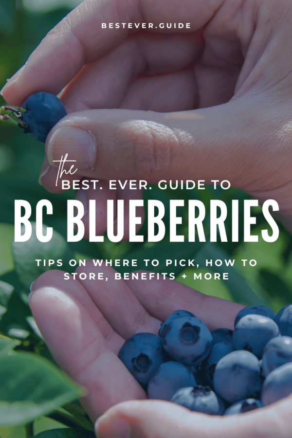 Best Ever Guide To Blueberry Picking In BC - BestEver.Guide
