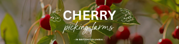 Best Ever Guide To Cherry Picking In BC - BestEver.Guide