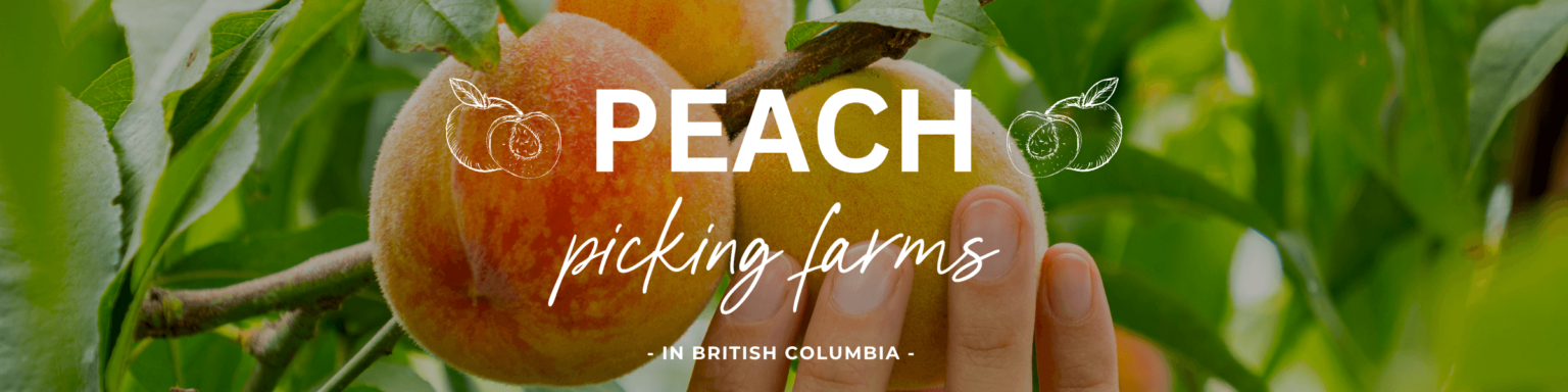 Best Ever Guide To Peach Picking In BC - BestEver.Guide