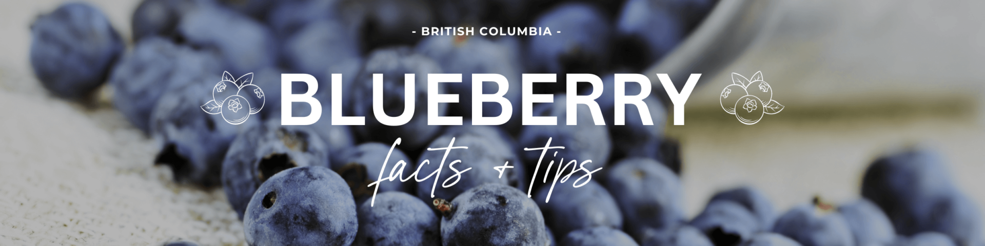 Best Ever Guide To Blueberry Picking In BC - BestEver.Guide