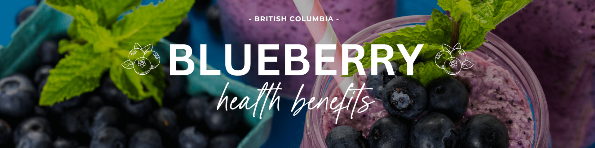 Best Ever Guide To Blueberry Picking In BC - BestEver.Guide