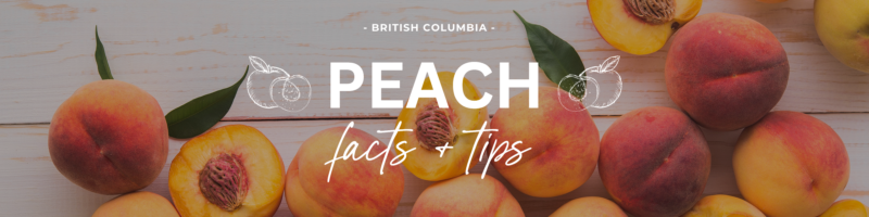 Best Ever Guide To Peach Picking In BC - BestEver.Guide