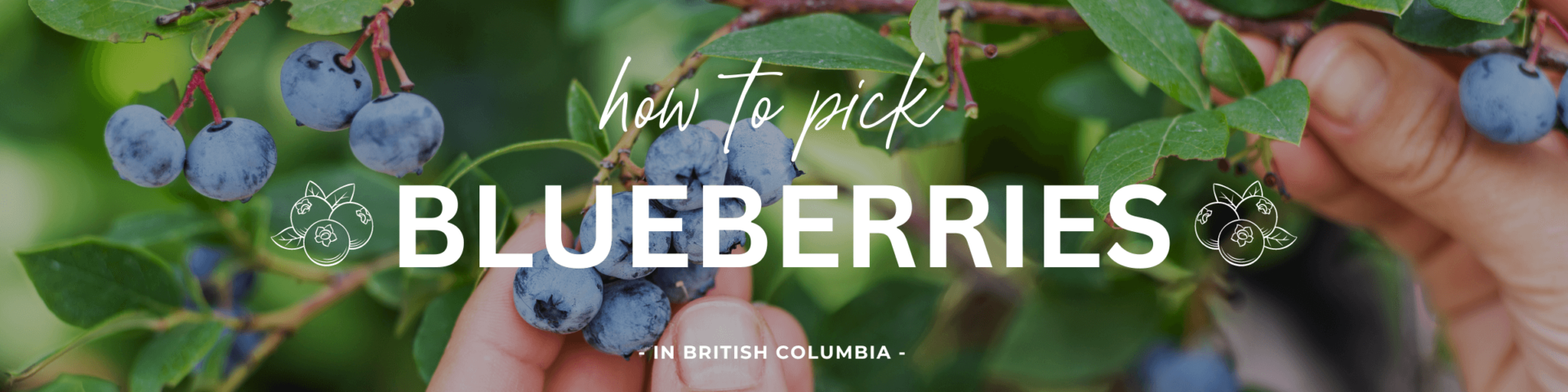 Best Ever Guide To Blueberry Picking In BC - BestEver.Guide