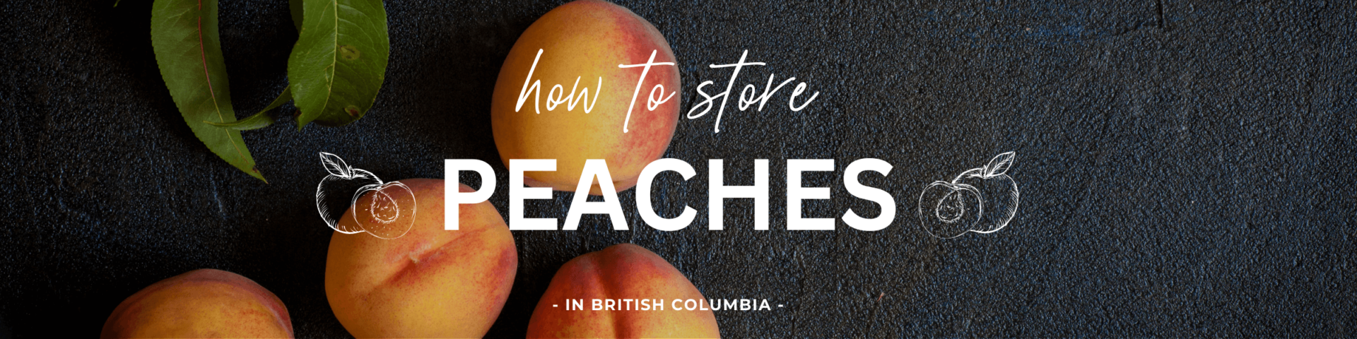 Best Ever Guide To Peach Picking In BC - BestEver.Guide