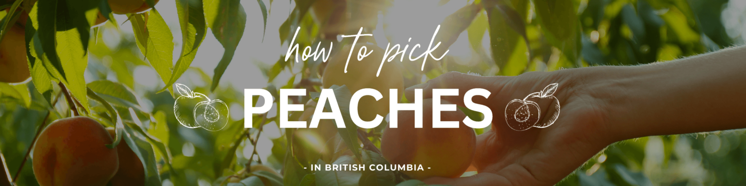 Best Ever Guide To Peach Picking In BC - BestEver.Guide
