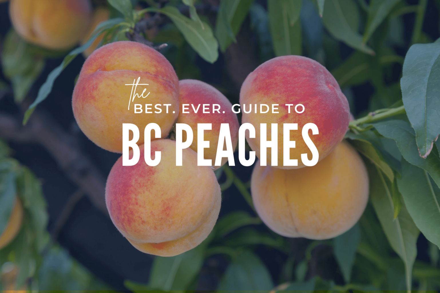 Best Ever Guide To Peach Picking In BC - BestEver.Guide