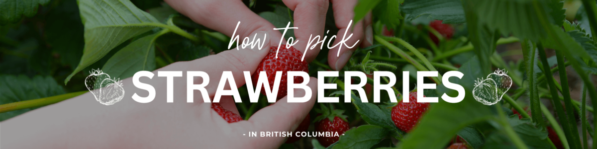 Best Ever Guide To Strawberry Picking In BC - BestEver.Guide