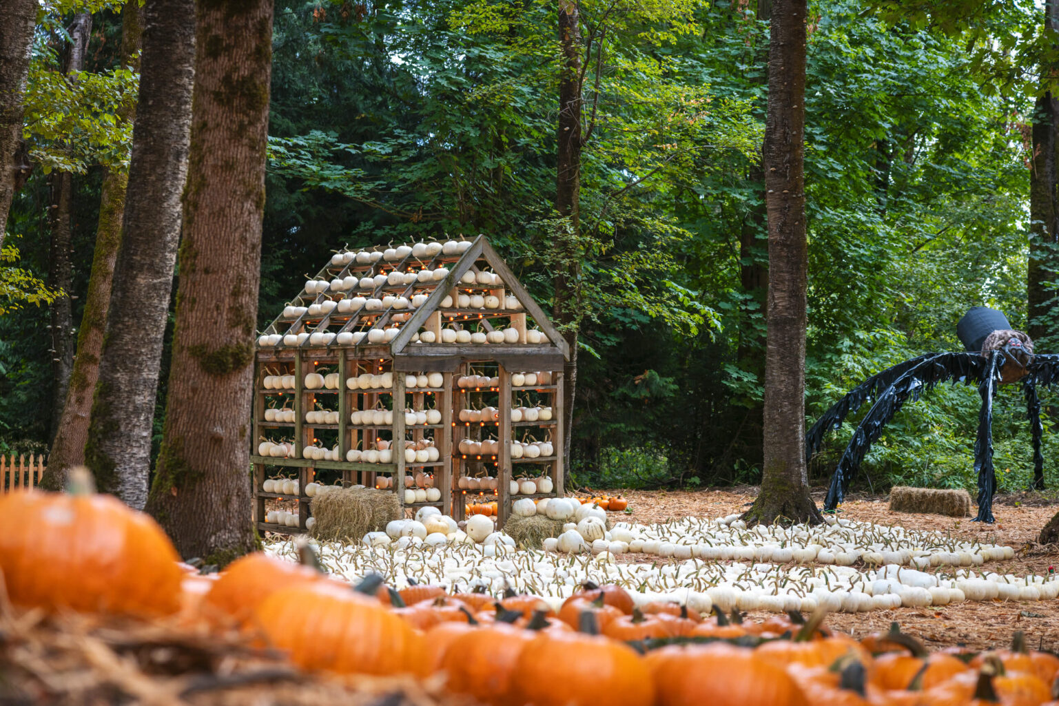 Celebrating Fall At Maan Farms Abbotsford - BestEver.Guide