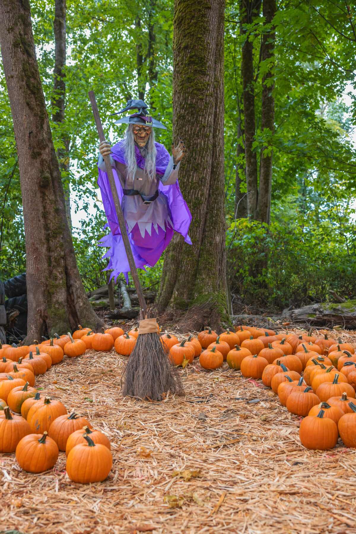 Celebrating Fall At Maan Farms Abbotsford - BestEver.Guide